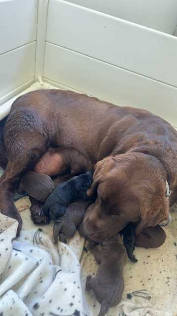 Purebred Labrador babies | Dogs & Puppies | Gumtree Australia ...