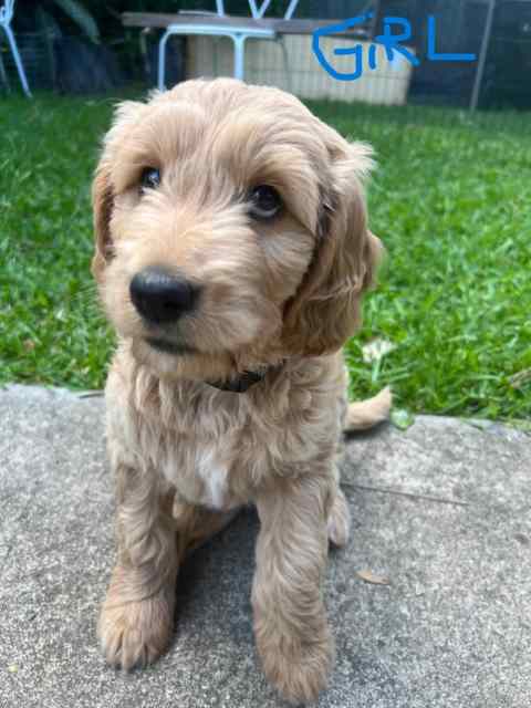 Labradoodle x Groodle (double doodle) | Dogs & Puppies | Gumtree ...