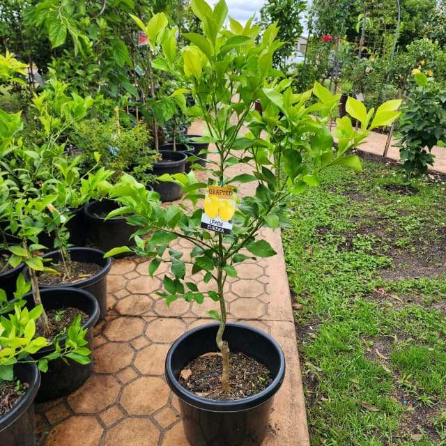Grafted Eureka Lemon Citrus 🍋 Fruit Tree in 330mm pot | Plants ...