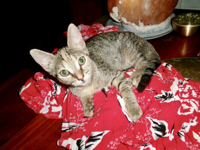 Kittens (pure white & Bengal) White Russian x Bengal x Oriental | Cats ...