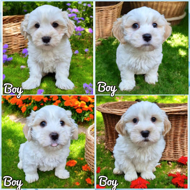 💙4 x Amazing Quality MALTESE SHIH TZU puppies! low shedding! male ...