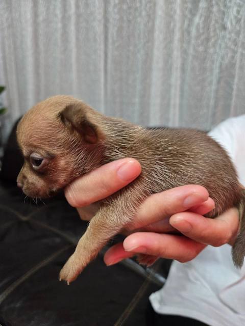 1 beautiful little girl | Dogs & Puppies | Gumtree Australia Liverpool ...