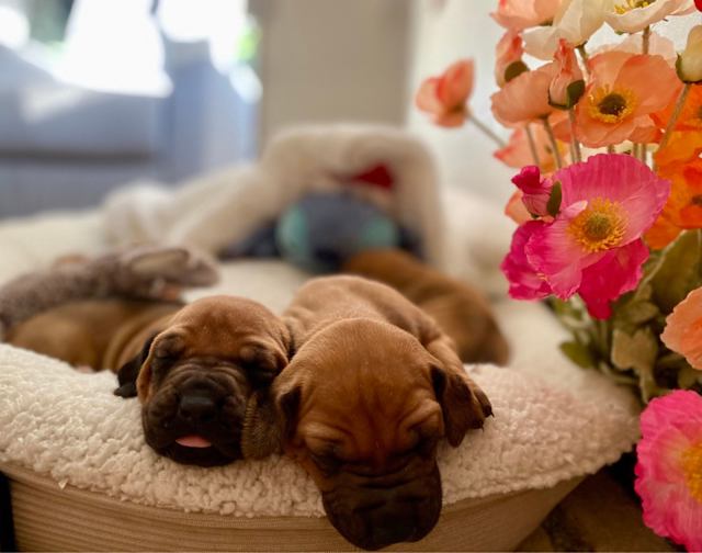 Rhodesian Ridgeback puppies | Dogs & Puppies | Gumtree Australia Logan ...