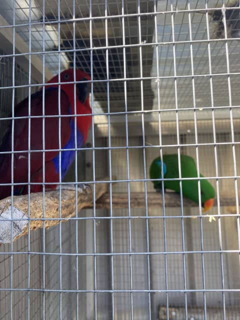 Presented is a young breeding pair of Solomon eclectus with cage ...