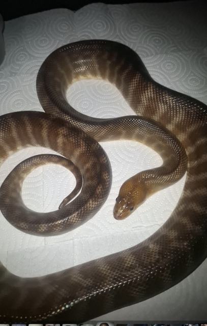 Male woma python | Reptiles & Amphibians | Gumtree Australia Wanneroo ...
