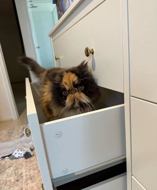 Bella Persian 12y girl | Cats & Kittens | Gumtree Australia Gosnells ...