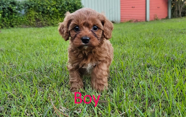 First Gen F1 Cavoodle Puppy - available now! | Dogs & Puppies | Gumtree ...