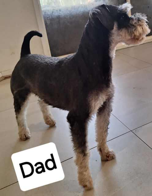 pure miniature schnauzer ready now | Dogs & Puppies | Gumtree Australia ...