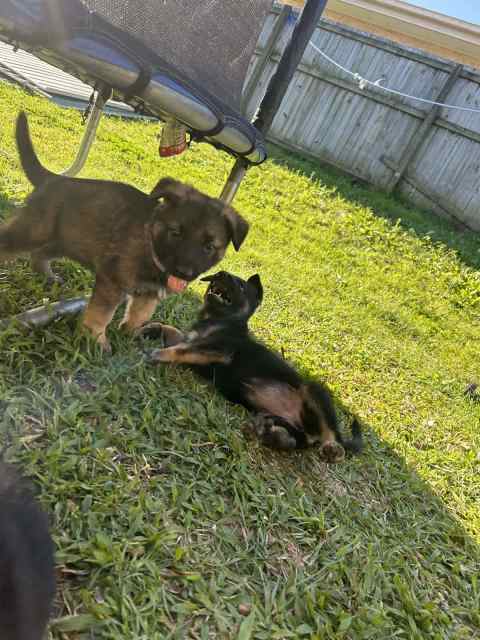 German Shepherd dog | Dogs & Puppies | Gumtree Australia Logan Area ...