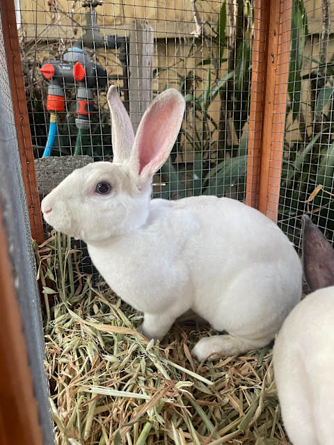 Pure Breed REX Rabbits | Rabbits | Gumtree Australia Bayside Area ...