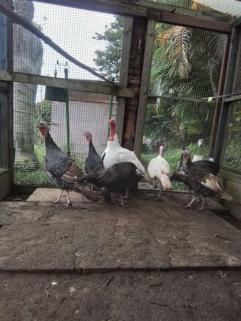 Turkeys for sale | Livestock | Gumtree Australia Queensland - Gold ...