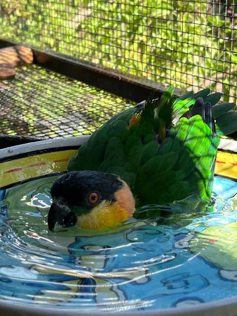 CAIQUE BREEDING PAIR | Birds | Gumtree Australia Cairns City - White Rock | 1332802202