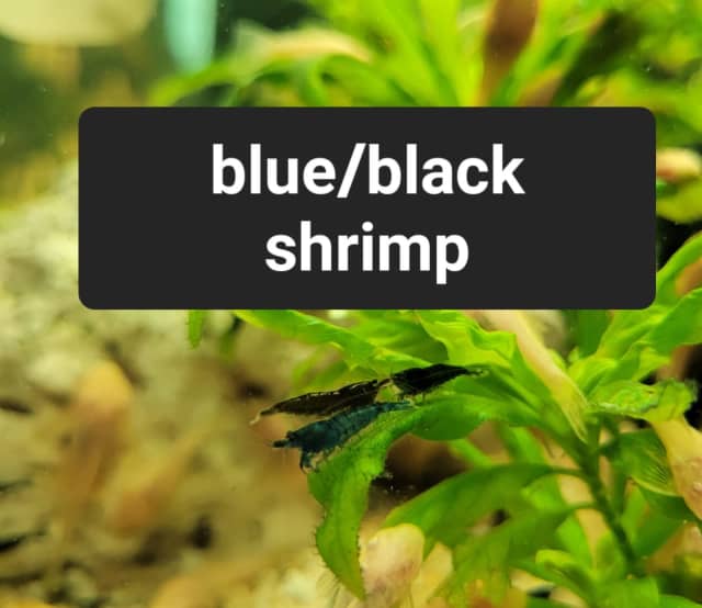 Cherry Shrimp Red, blue, Bristlenose Catfish Peppermint | Fish ...