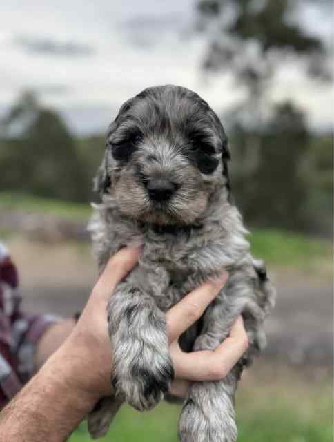 Groodle pups (Merle & Cream) | Dogs & Puppies | Gumtree Australia ...