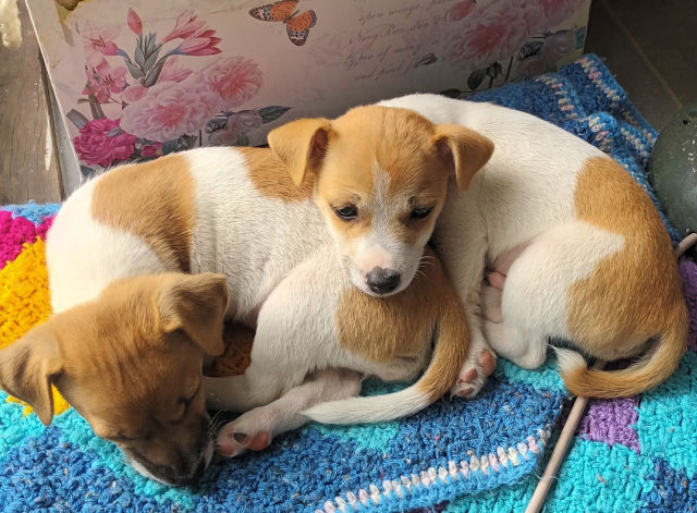 Puppies - Jack Russell Mini Foxy | Dogs & Puppies | Gumtree Australia ...