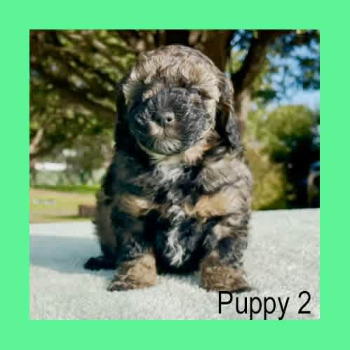 Last of our Pure-Bred Miniature Poodle puppies - rare sable colour ...