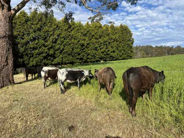 Murray grey, angus, speckle park.. beef cattle | Livestock | Gumtree Australia Launceston Area ...
