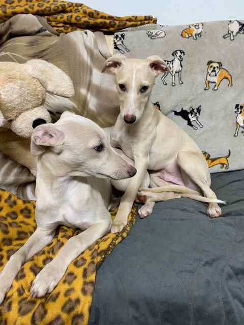 PRICE REDUCED stunning cream whippet puppies | Dogs & Puppies | Gumtree ...