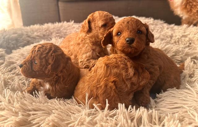 F2 Toy Cavoodle Puppies | Dogs & Puppies | Gumtree Australia Hobart ...