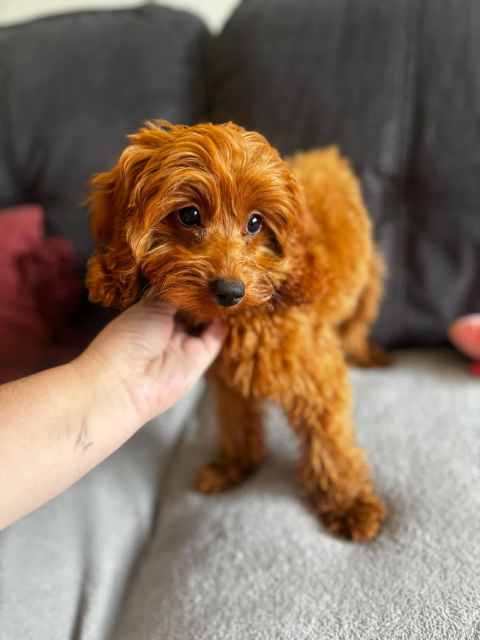 11 month old ruby red cavoodle | Dogs & Puppies | Gumtree Australia Wyong Area - Woongarrah ...