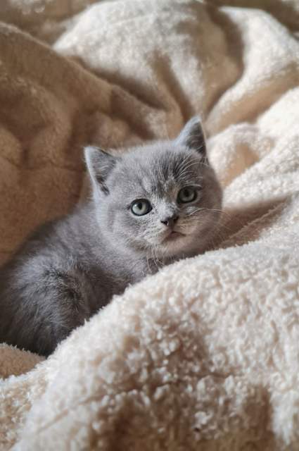 Purebred British Shorthair Kitten - Male | Cats & Kittens | Gumtree ...