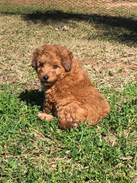 Mini Bordoodle Puppies | Dogs & Puppies | Gumtree Australia Toowoomba ...