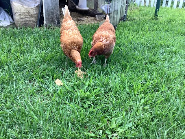 Laying hens - Miscellaneous Goods in Albany WA | Gumtree Australia