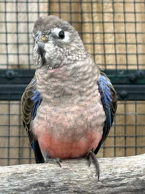 Birds- Assorted | Birds | Gumtree Australia Macedon Ranges - Gisborne ...