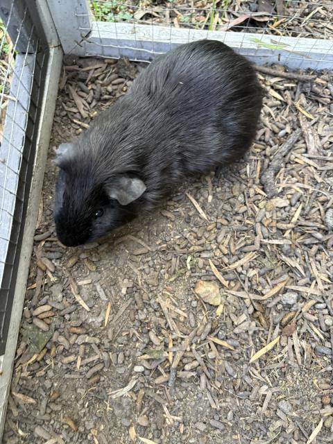 Guinea Pigs FREE | Other Pets | Gumtree Australia Wyong Area ...