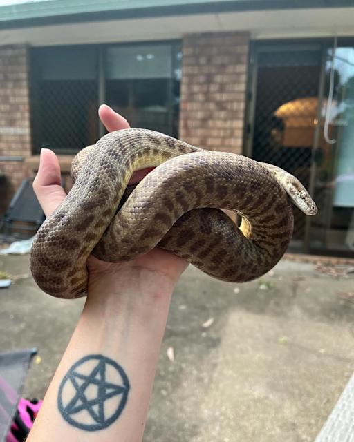 STIMSONS PYTHON & ENCLOSURE | Reptiles & Amphibians | Gumtree Australia ...