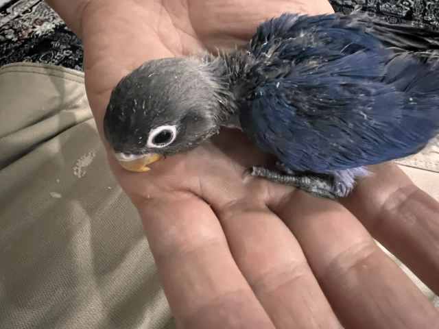 Mask love bird | Birds | Gumtree Australia Brisbane South West ...