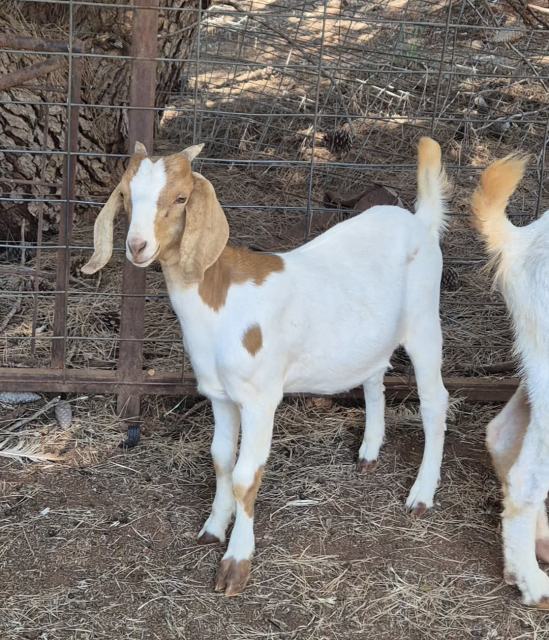 Goat Kids | Livestock | Gumtree Australia Griffith Area - Griffith ...