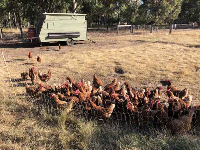 Chooks laying | Birds | Gumtree Australia Serpentine Area - Serpentine | 1329533060