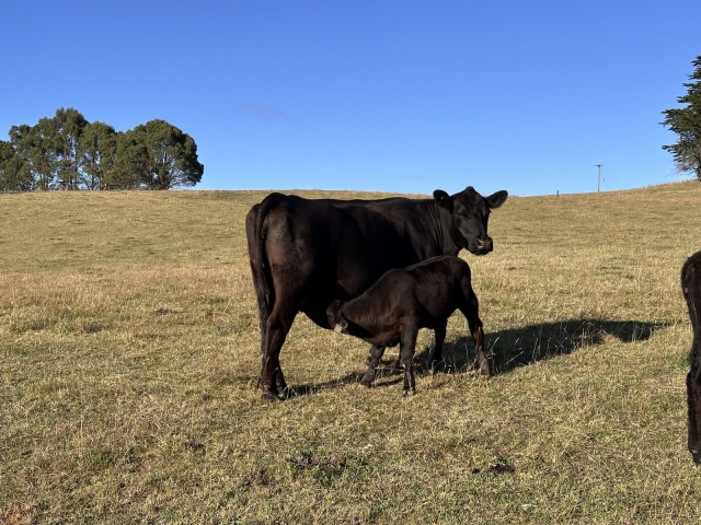 Angus x Cows with Angus Bull Calves at foot | Livestock | Gumtree ...