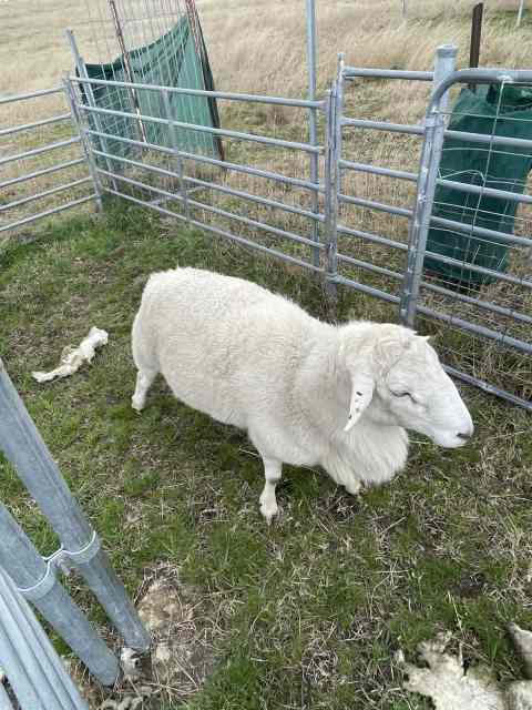 Australian White Ram for sale $100 | Livestock | Gumtree Australia ...