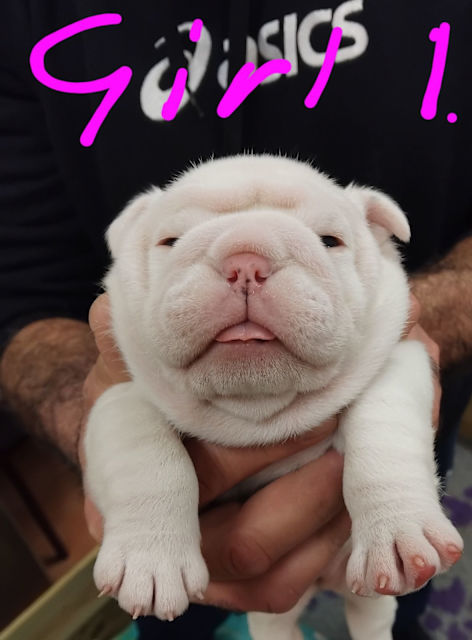 BRITISH BULLDOG PUPPIES, SHORT & STOCKY Available 7th August | Dogs ...