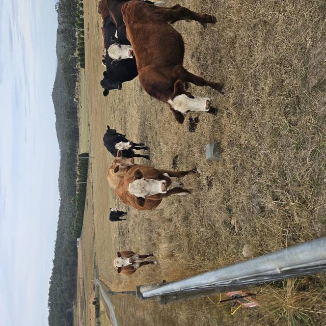 Steers and heifers for sale | Livestock | Gumtree Australia West Tamar ...