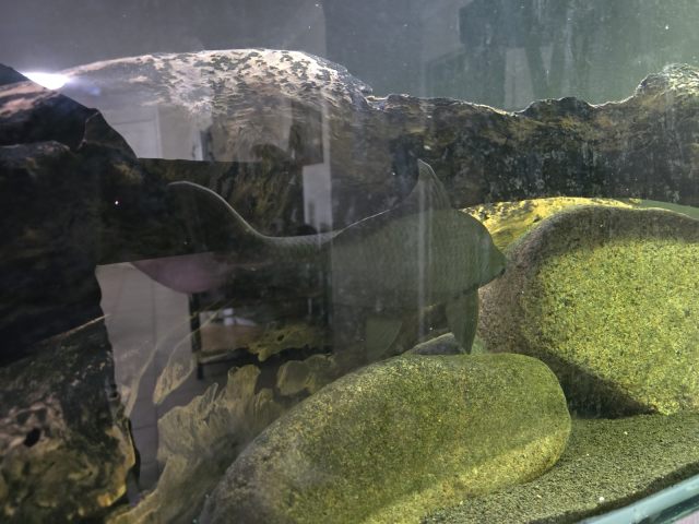 black shark 35cm | Fish | Gumtree Australia Brisbane North West - Upper ...