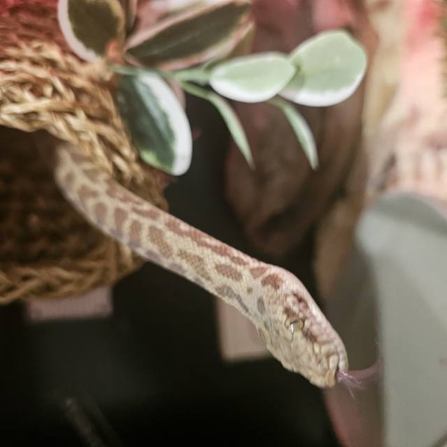 Stimson python with enclosure | Reptiles & Amphibians | Gumtree ...