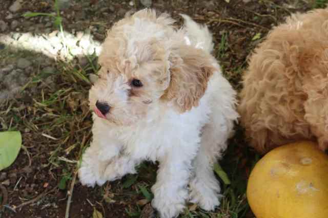 Stunning small Toy Cavoodle puppies (Apricot white and Black colours ...