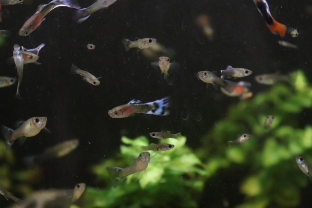 Tropical/ Coldwater fish and Plants | Fish | Gumtree Australia ...