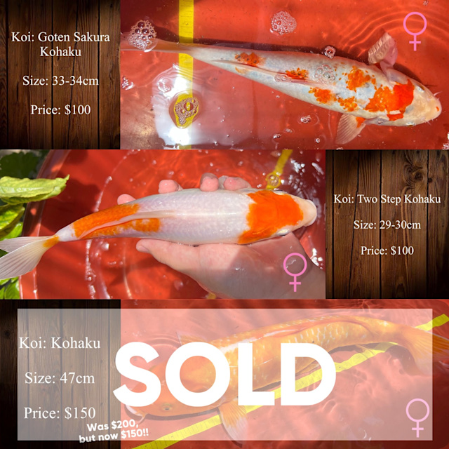 18 LARGE KOI LEFT AVAILABLE AFTER SALES! RAISED FROM FRY AT KOI FARM ...