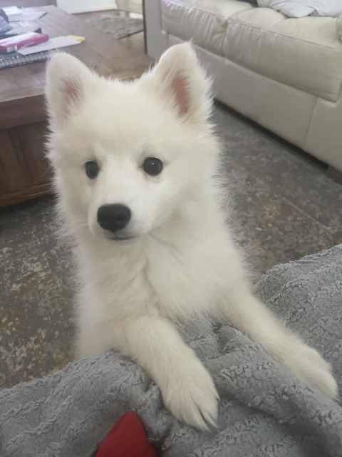 Female Japanese Spitz | Dogs & Puppies | Gumtree Australia Casey Area ...