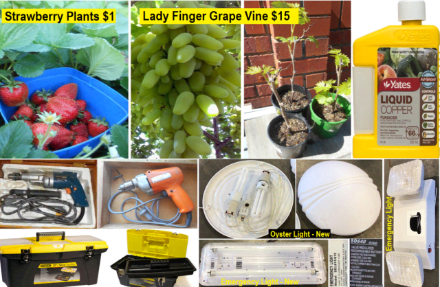 Strawberry Plants - Red Gauntlet, Kiewa, Tioga - Plants in Gulfview ...