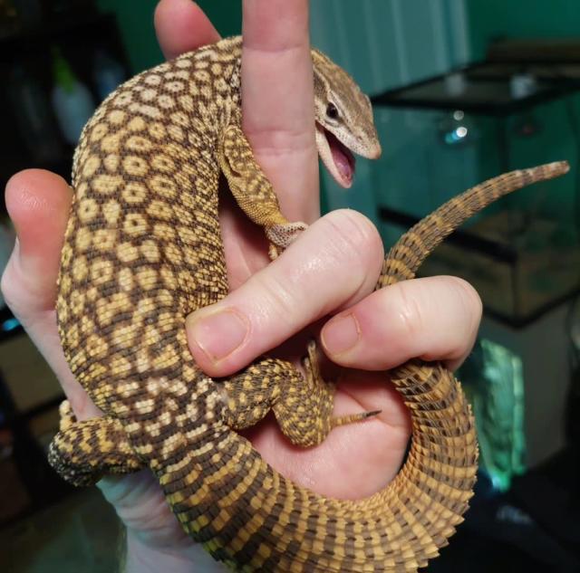 Breeding Pair Of Ridgetail Monitors | Reptiles & Amphibians | Gumtree ...