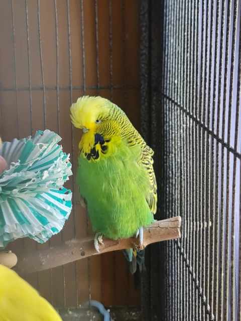 Club Budgie and normal Budgies pairs | Birds | Gumtree Australia ...