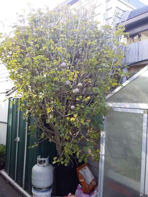 Mature 2 m tall Tree Gardenias in 1.5 m tall pots X 2 plants (Pair ...