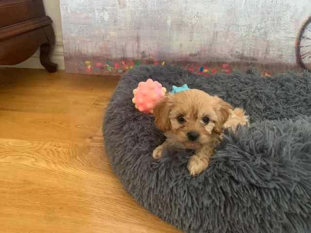 Cavoodle Puppies, First Generation | Dogs & Puppies | Gumtree Australia ...