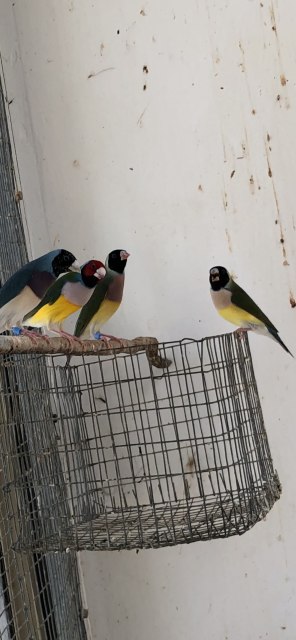 Gouldian Finches | Birds | Gumtree Australia Darebin Area - Reservoir ...