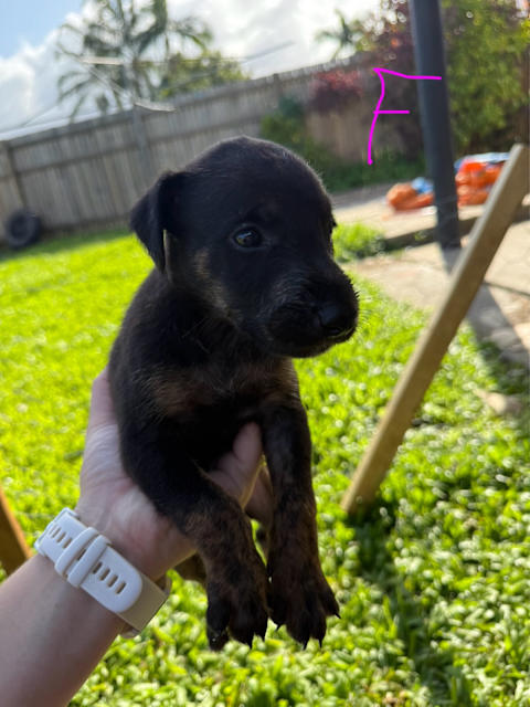 Bullygrey x bully stag x wolfhound pups | Dogs & Puppies | Gumtree ...